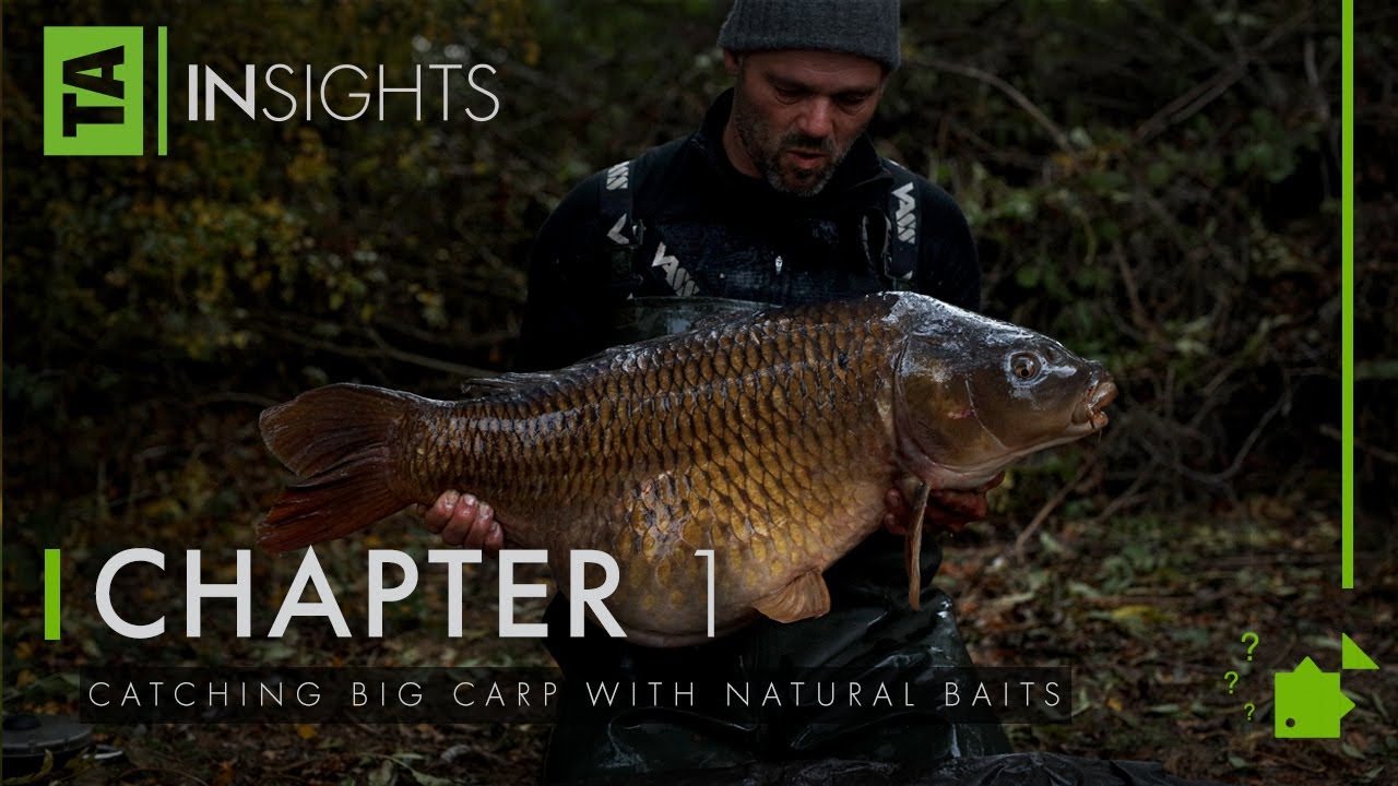 Catching Big Carp with Natural Baits | TA|Insights | Volume Three | Oz ...