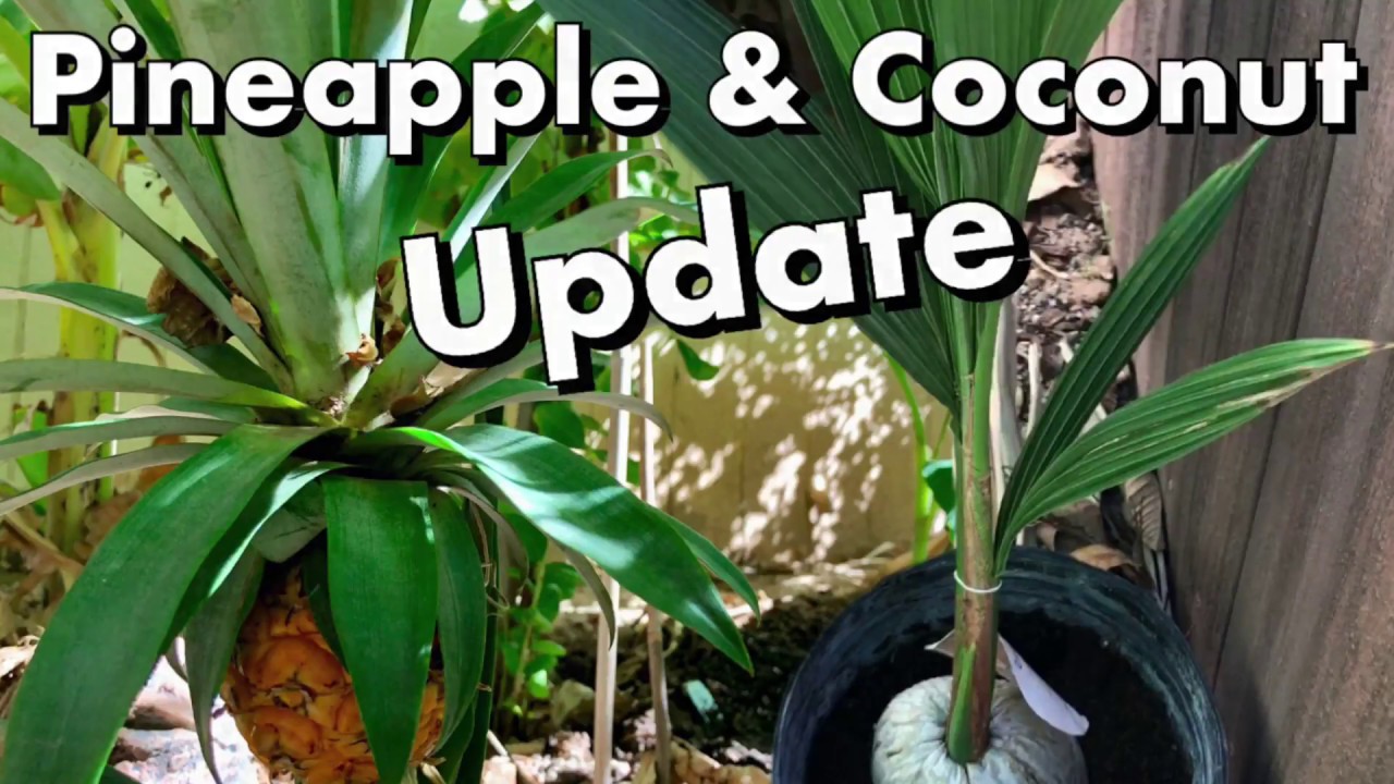 One Arizona Garden | Pineapple and Coconut Update - YouTube