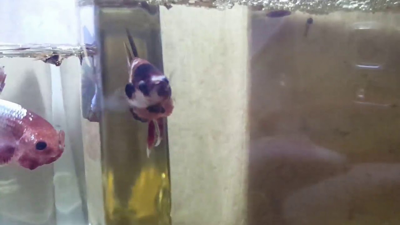 Fancy copper betta fish - vietnam line - YouTube
