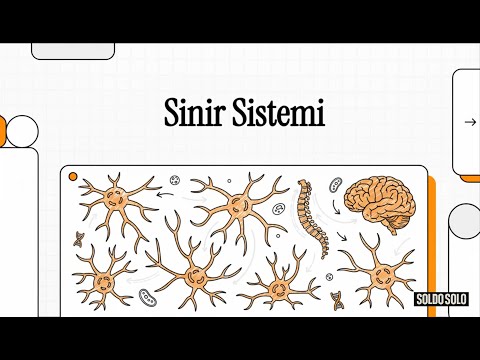 Sinir Sistemi Fizyolojisi 1/ Hemşirelik Fizyoloji #konuanlatım