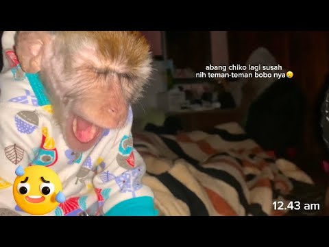 A day in my life with Chiko Monkey🐵🐒🍼 - YouTube