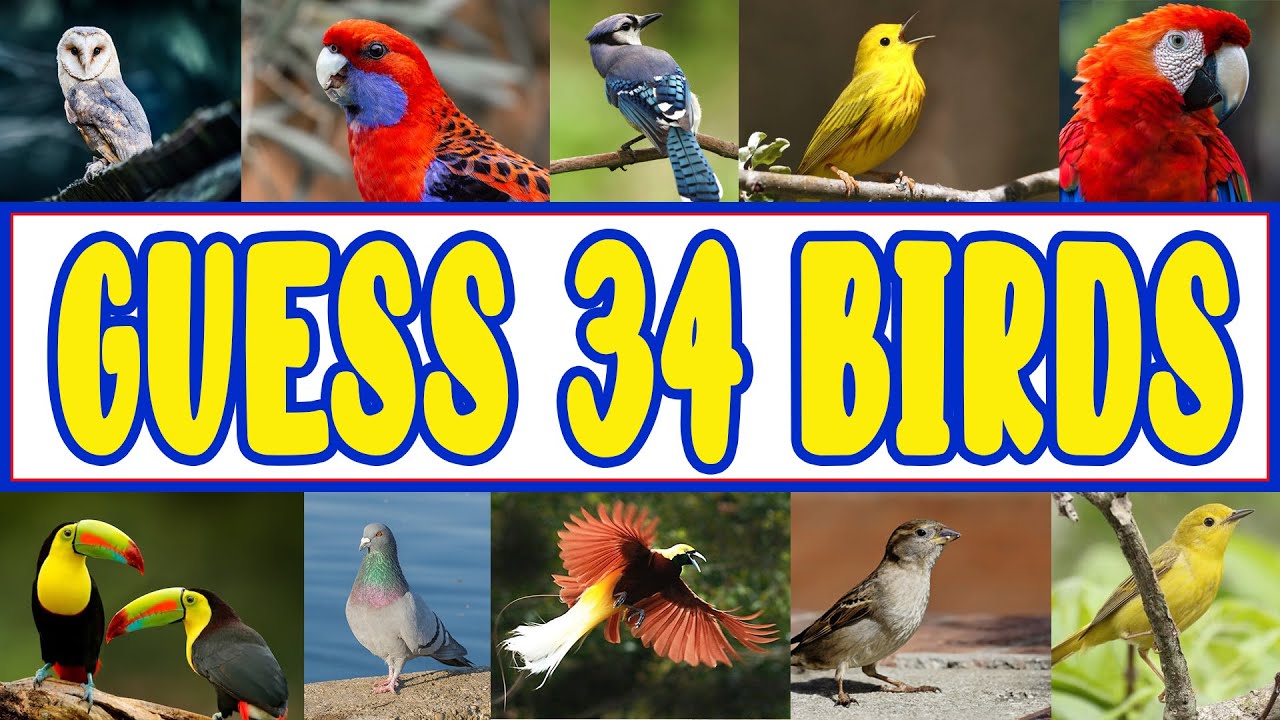 Guess 34 Birds In 5 Minutes | Guess The Animal | Animal Quiz - YouTube