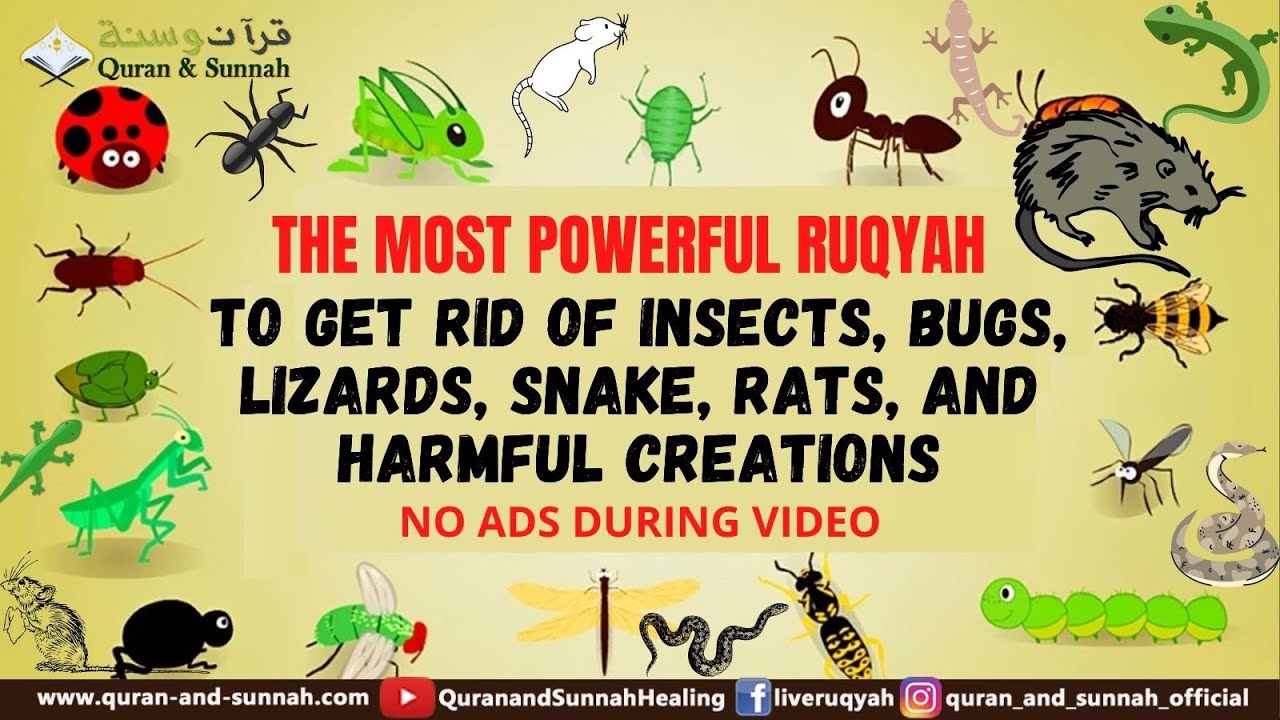 Very Strong Al Quran Ruqyah to Get Rid of Insects, Bugs, Lizards, Snake ...