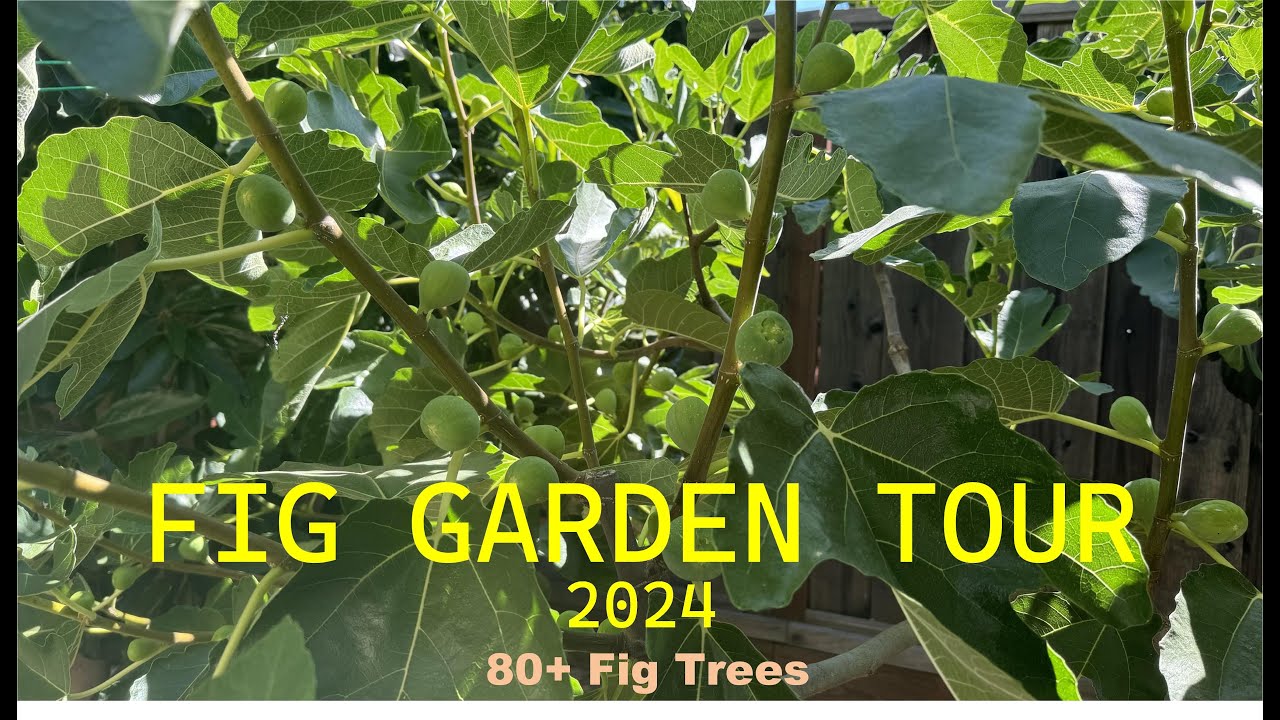 A Tour of My Fig Garden: Complete Tour of 80+ Fig Trees- Part 1 - YouTube
