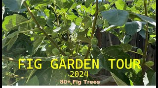 A Tour of My Fig Garden: Complete Tour of 80+ Fig Trees- Part 1