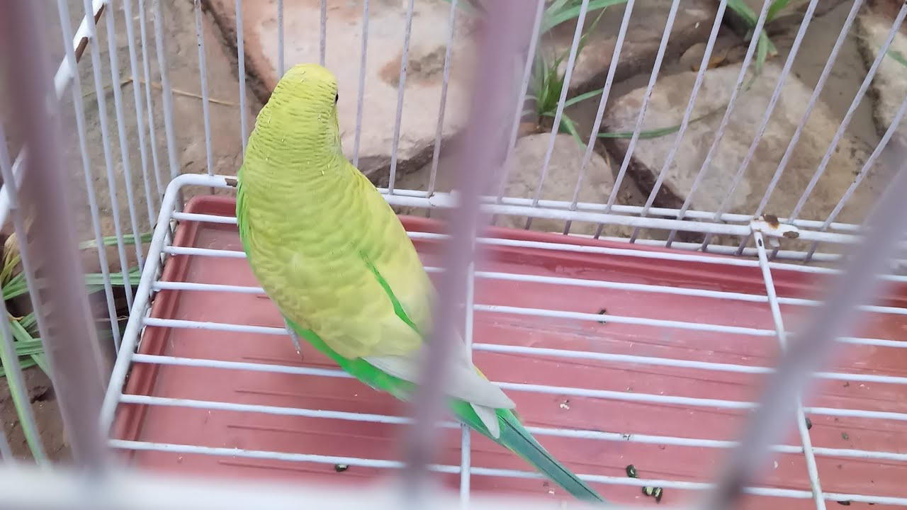 australian parrots | | mocking birds | | hungry birds - YouTube