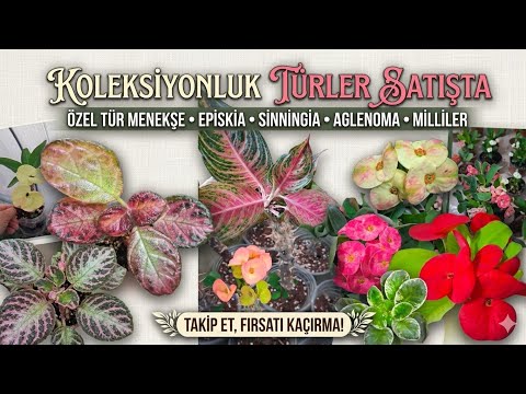 Elimdeki türler balkon masa ve seradan kısa kısa  çekim ler #milli#episkia#menekşe#aglenoma#k#