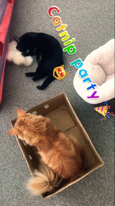 Catnip’s party - YouTube