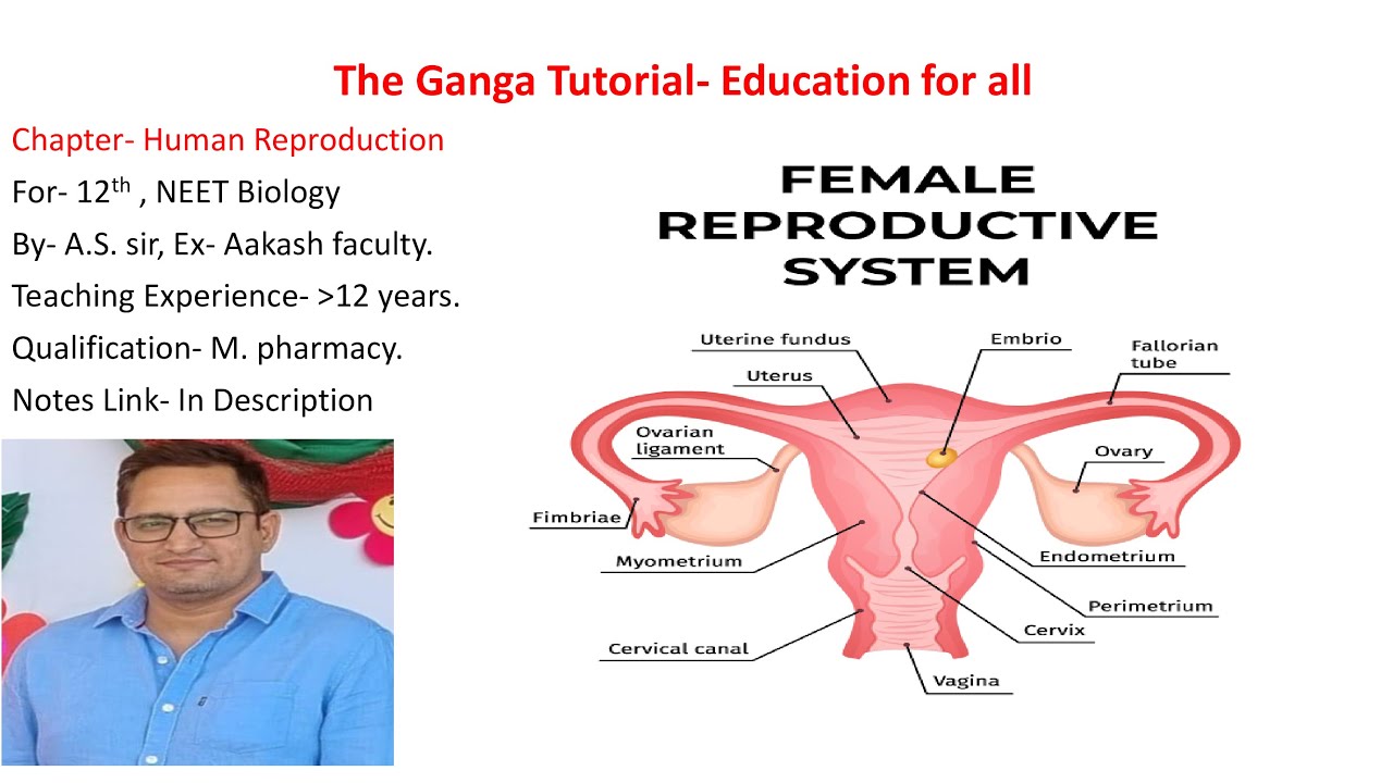 Human reproduction L 10 (oogenesis) 12th class ncert biology free class ...
