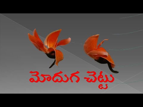 మోదుగ చెట్టు ।| Moduga Chettu in Telugu || Butea monosperma ...