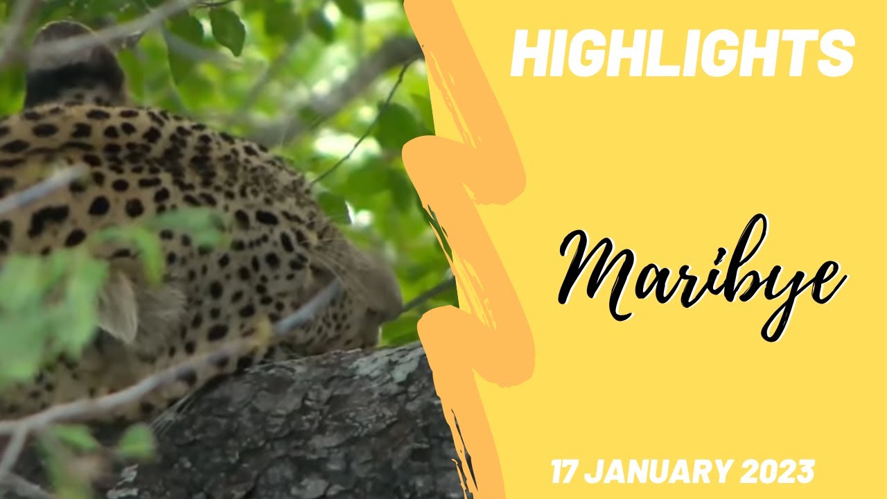 Maribye male leopard catches a baby warthog (not for sensitive viewers ...