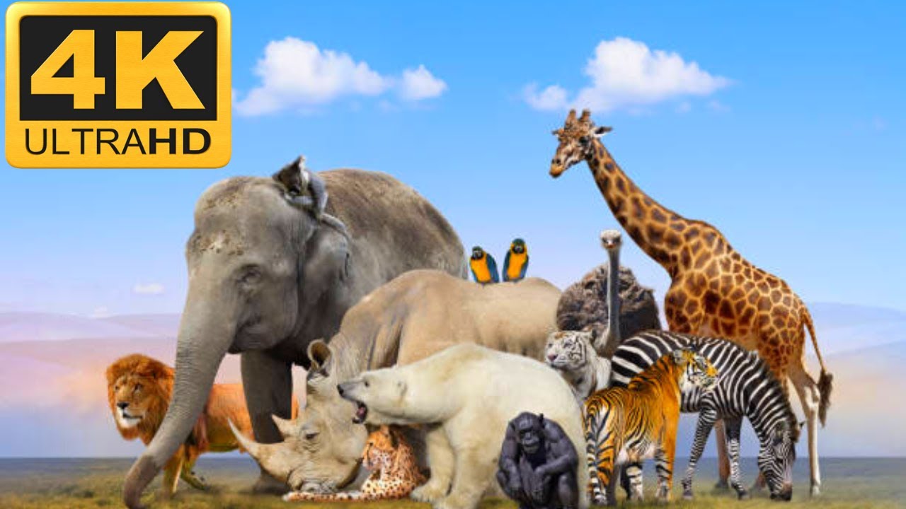 4K Forest Animals - Amazing Animal of Forest Wildlife | Animal sounds # ...