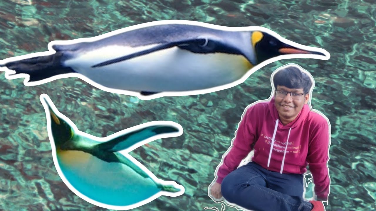 Spotted Penguins in mumbai😱🐧|Mumbai Byculla Zoo |Veermata Jijabai ...
