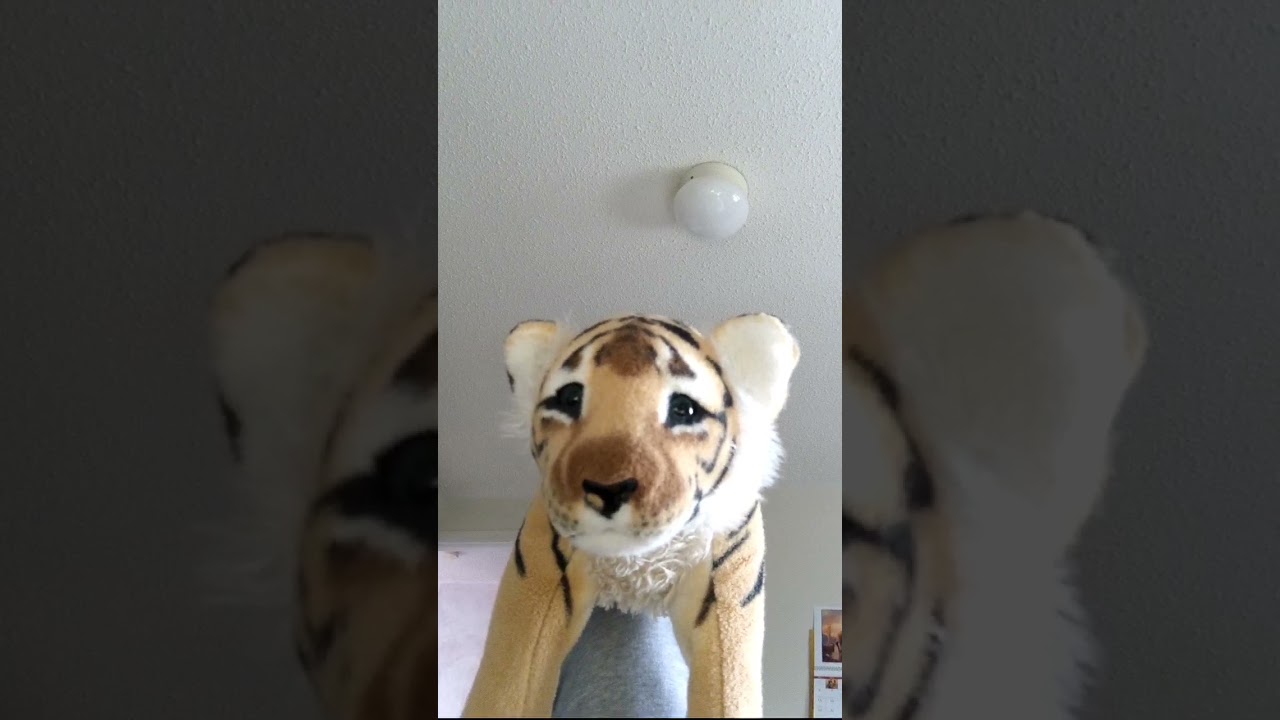 meet Raul, a real cat. - YouTube