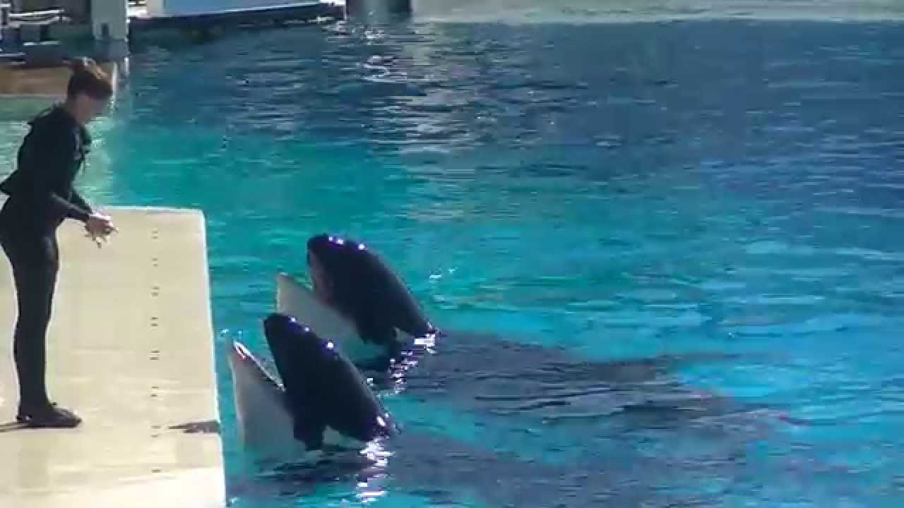 Kasatka Family at show pool - Nov 20 2014 - SeaWorld San Diego - YouTube