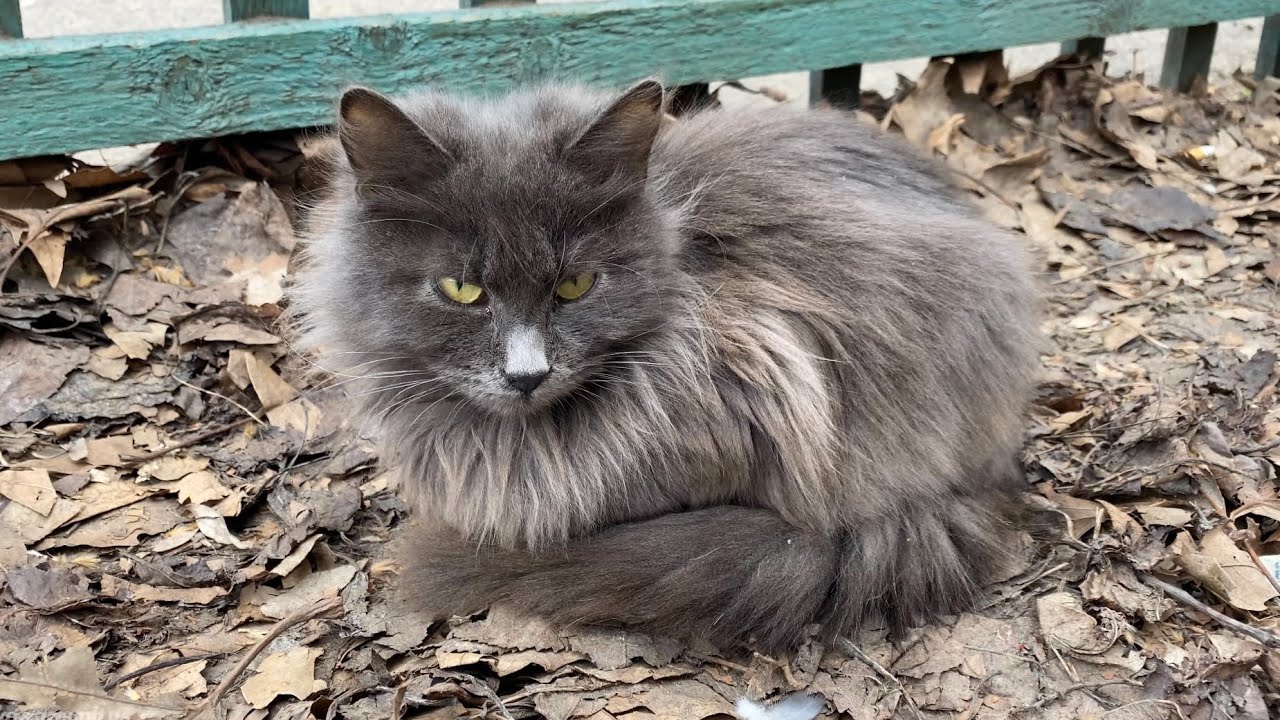 Incredibly cute gray stray cats want to eat - YouTube