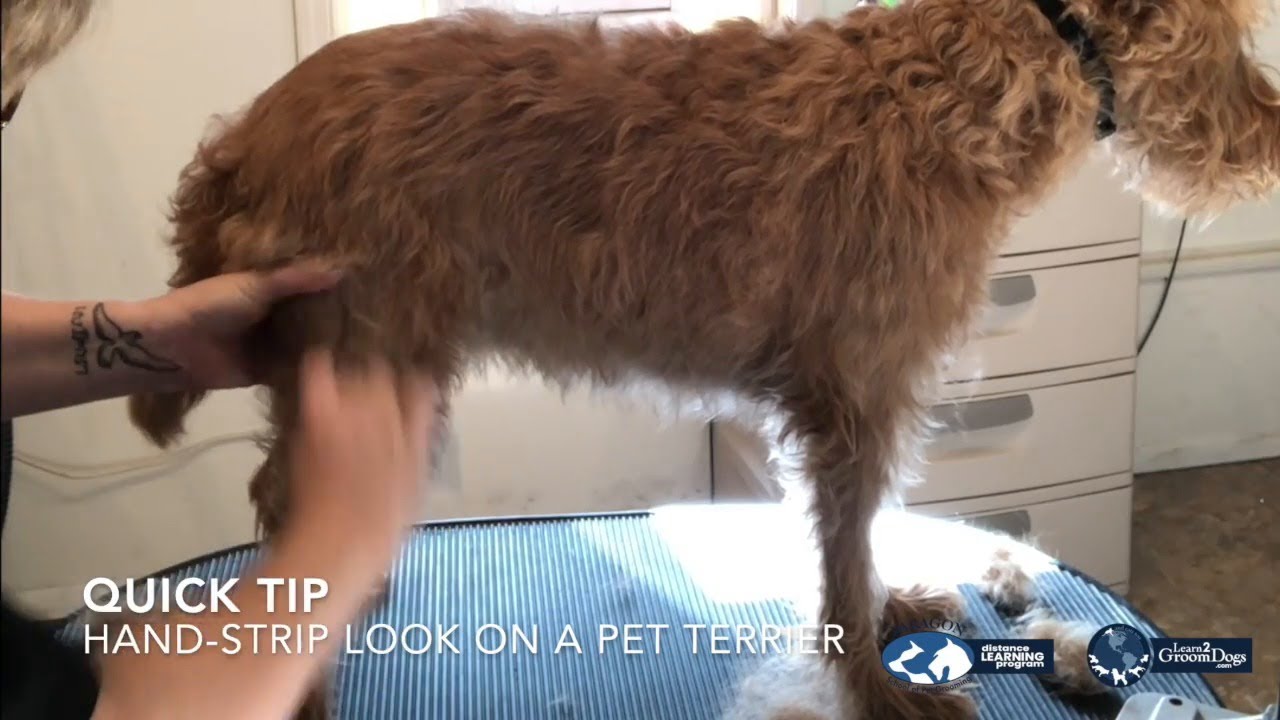 Quick Tip: Hand-Strip Look on a Pet Terrier - YouTube