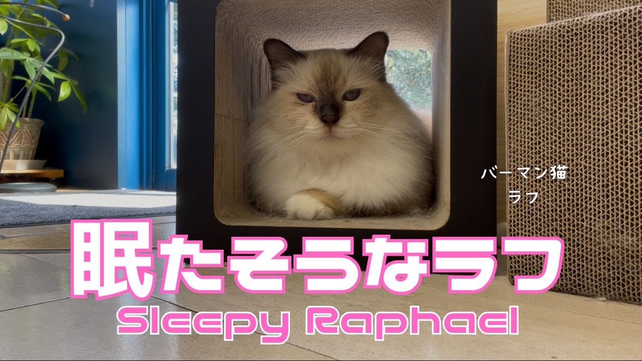 バーマン猫ラフ【眠たそうなラフ】Sleepy Raphael（バーマン猫）Birman/Cat - YouTube