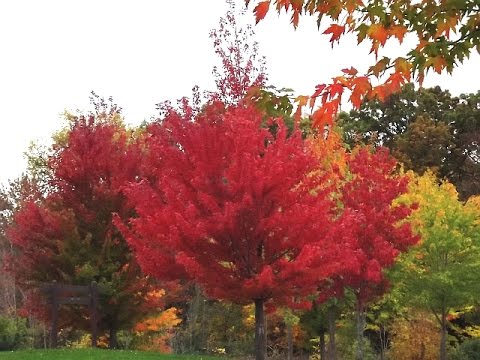 AUTUMN LEAVES - Acker Bilk - YouTube