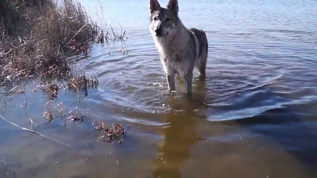 perro lobo checo ,sierra luky of lukawa en las lagunas del padul - YouTube