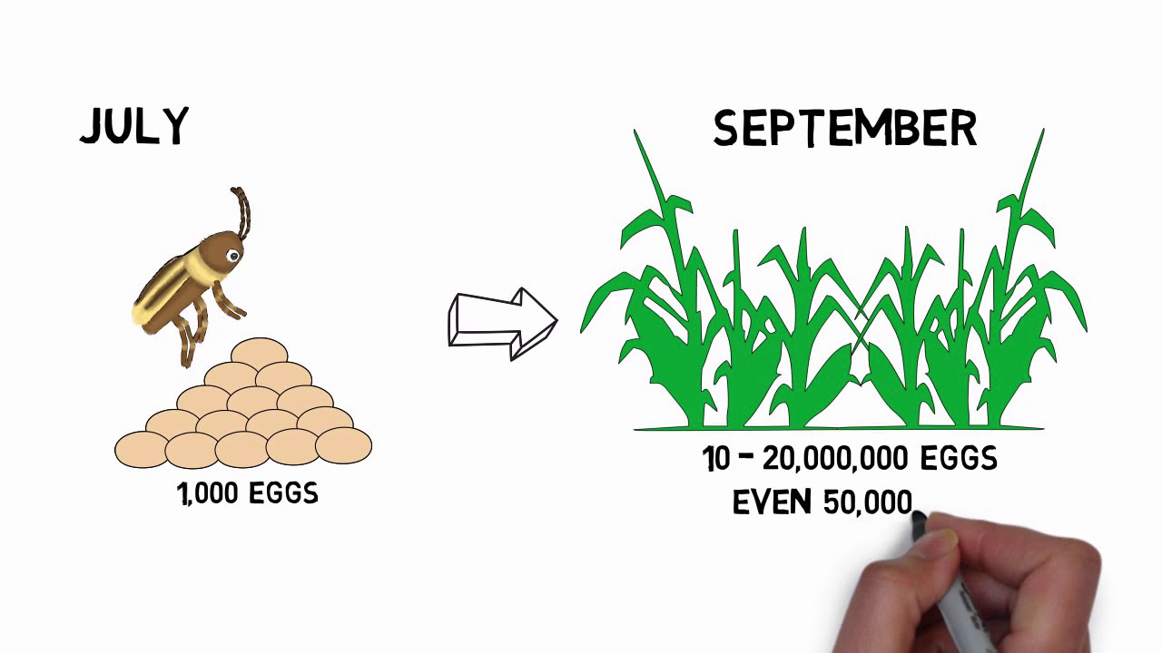 An Introduction to Corn Rootworms - YouTube