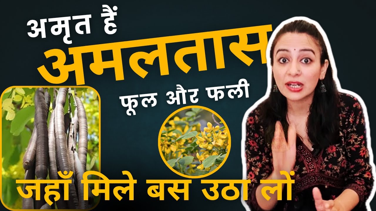 Ayurvedic Benefits of Amaltas Phool aur Phali : ऐसे इस्तेमाल जो डॉक्टर ...