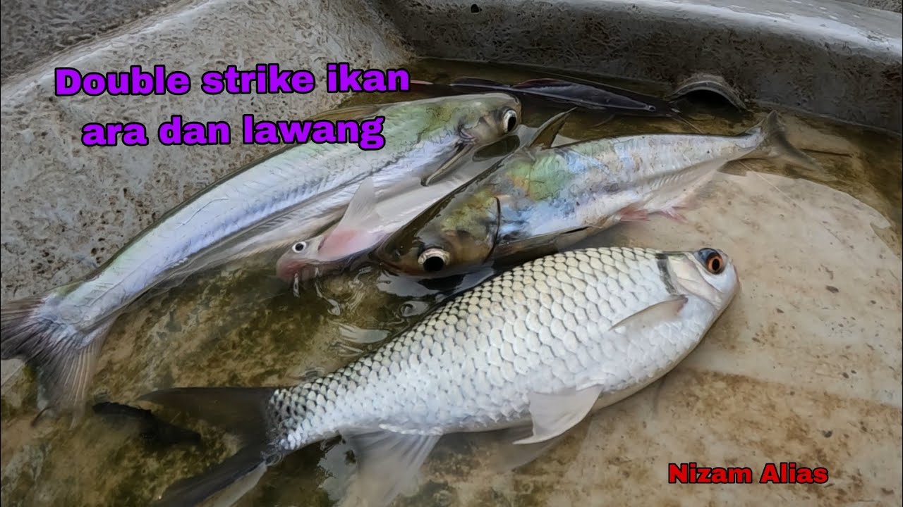 DOUBLE STRIKE IKAN ARA DAN LAWANG - YouTube