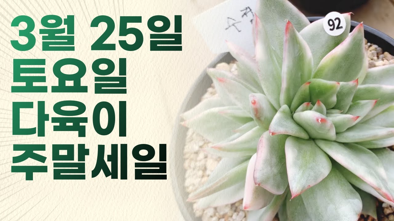 3월 25일 토요일 다육이 주말세일 L 주말 줍줍하세요 다육이 금다육 다육 다육이키우기 다육이창 Youtube