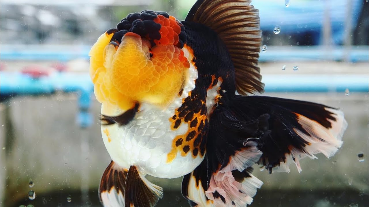 Jumbo size oranda PJLEE select - YouTube