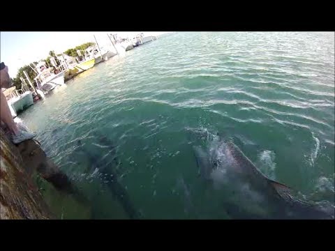 Feeding Tarpon at Robbie's, Islamorada Florida Keys - YouTube