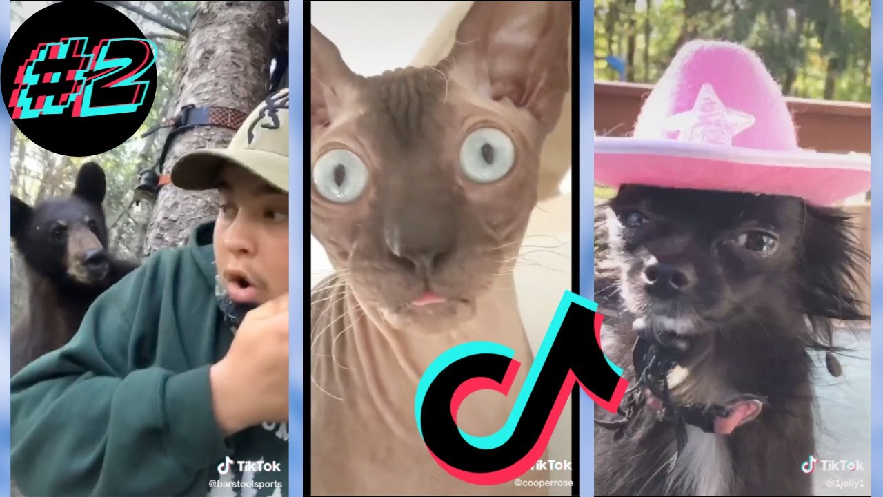 hilarious ANIMAL TIK TOKS that will brighten your day EVERY SINGLE TIME ...