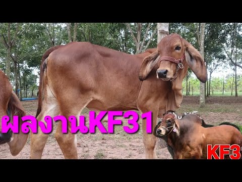 ผลงานkf31#kf31 - YouTube
