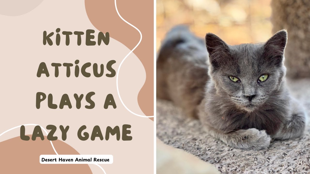 Watch kitten Atticus play a lazy game!🐱 #kitten #russianbluecats # ...