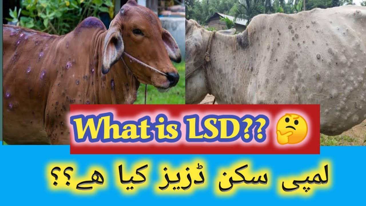 what is Lumpy Skin Disease ( LSD), Its Sign and Symptoms, Diagnosis ...