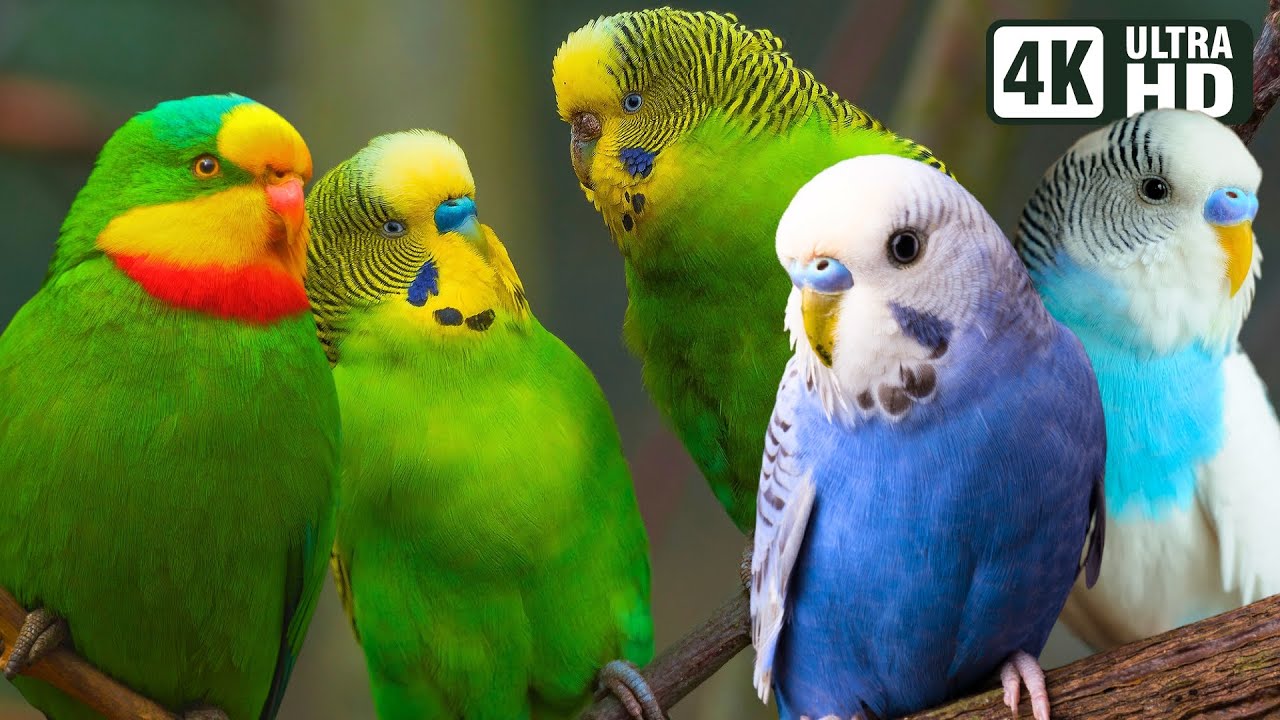 AMAZING PARAKEETS | BEAUTIFUL BIRDS | RELAXING BIRD SOUNDS | STUNNING ...