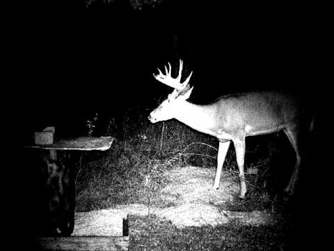 Wildgame Innovations ir4 video clip - YouTube