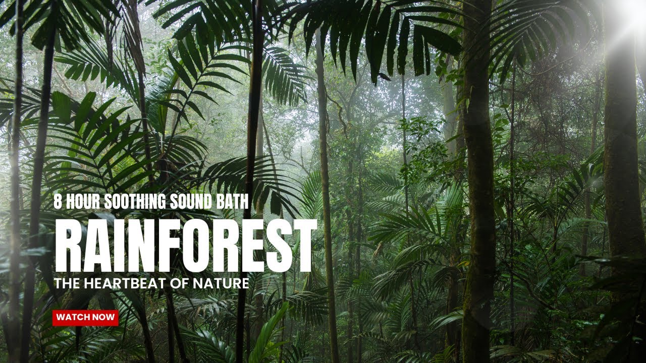 8 Hour Rainforest Loop - Sleep Soundscape - YouTube