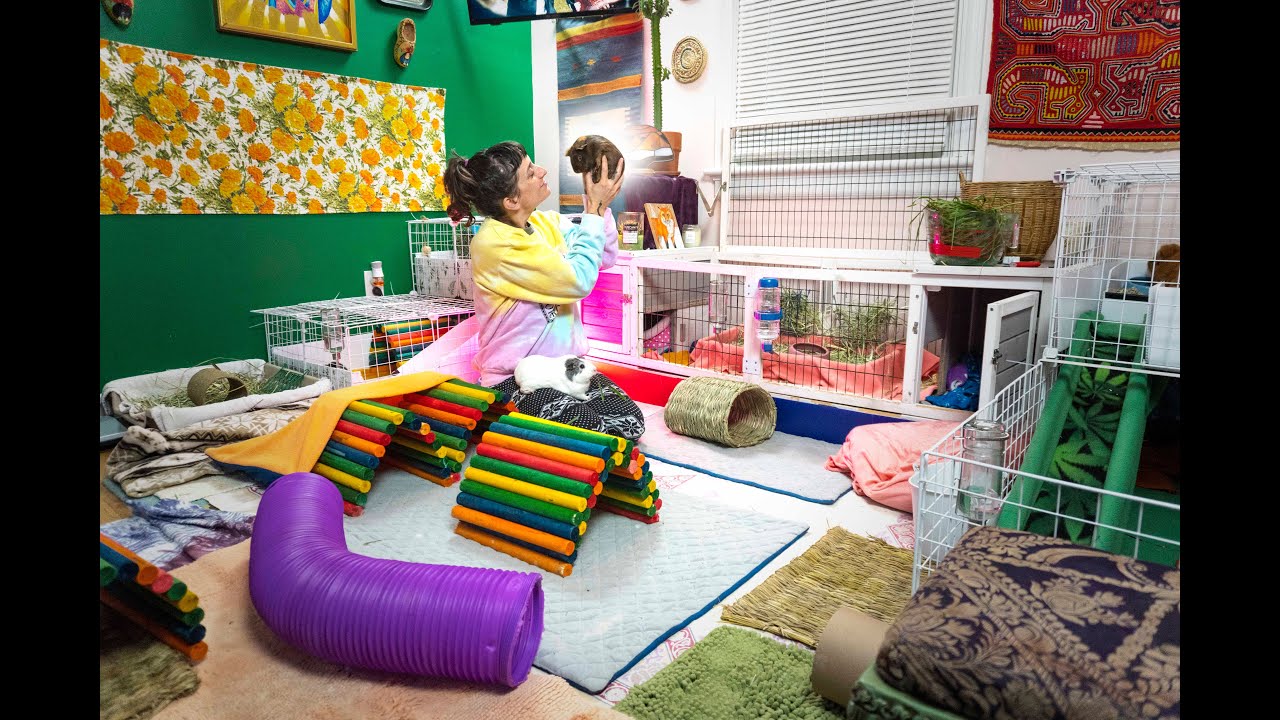 Guinea Pig Night Time Routine : 4 Herds : Feeding, Cleaning and ...