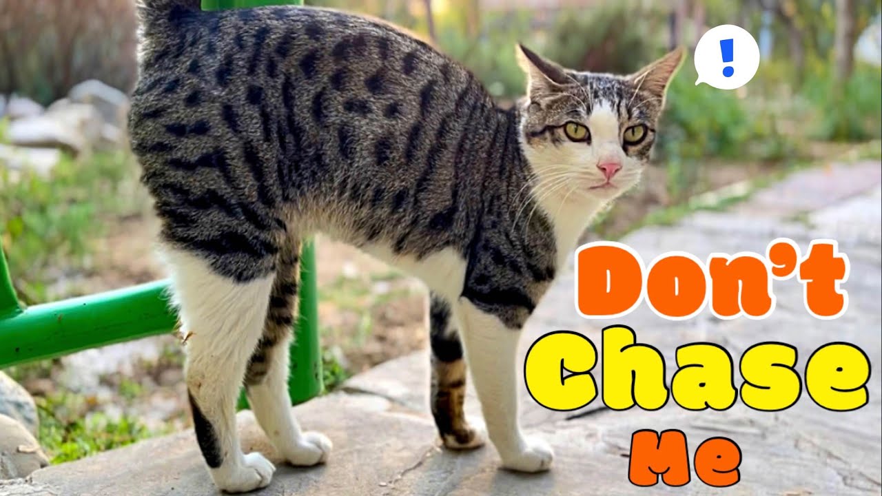 Impatient cat told me don’t follow me - YouTube