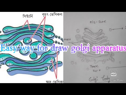 How to draw golgi body/apparatus in easy way step by step. - YouTube