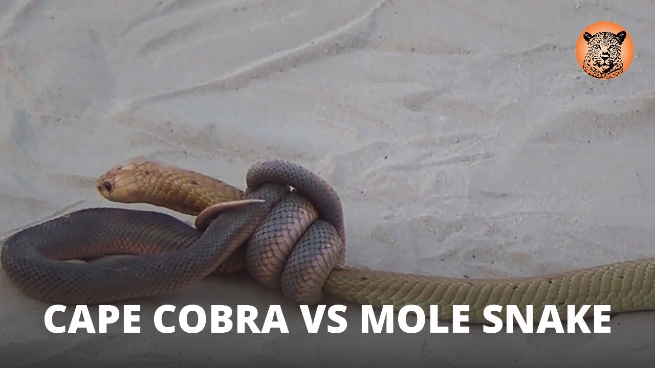 Ultimate Safari | Cape cobra vs Mole Snake - YouTube