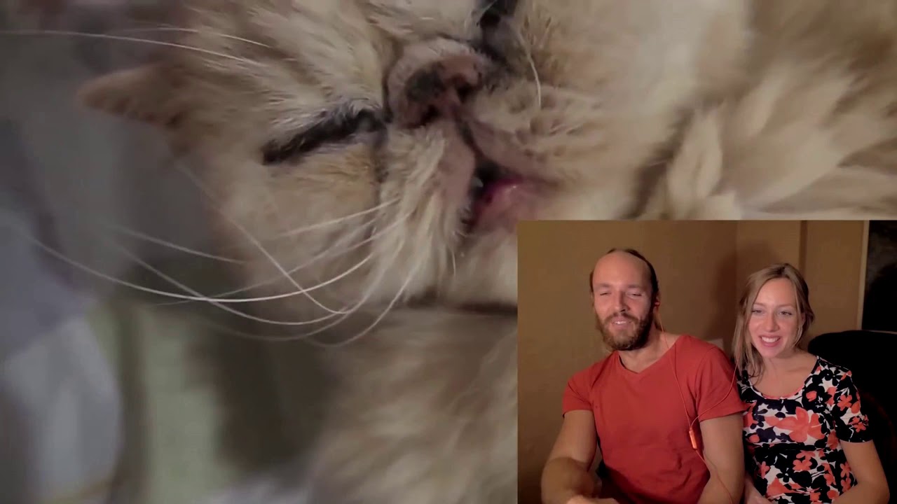 Sv3rige and Luna Roasting animals - YouTube