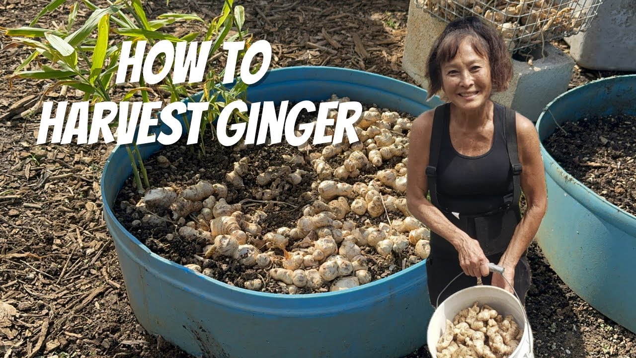 How to harvest ginger 🫚- 2nd Harvest on the Waiāhole Family Farm - YouTube