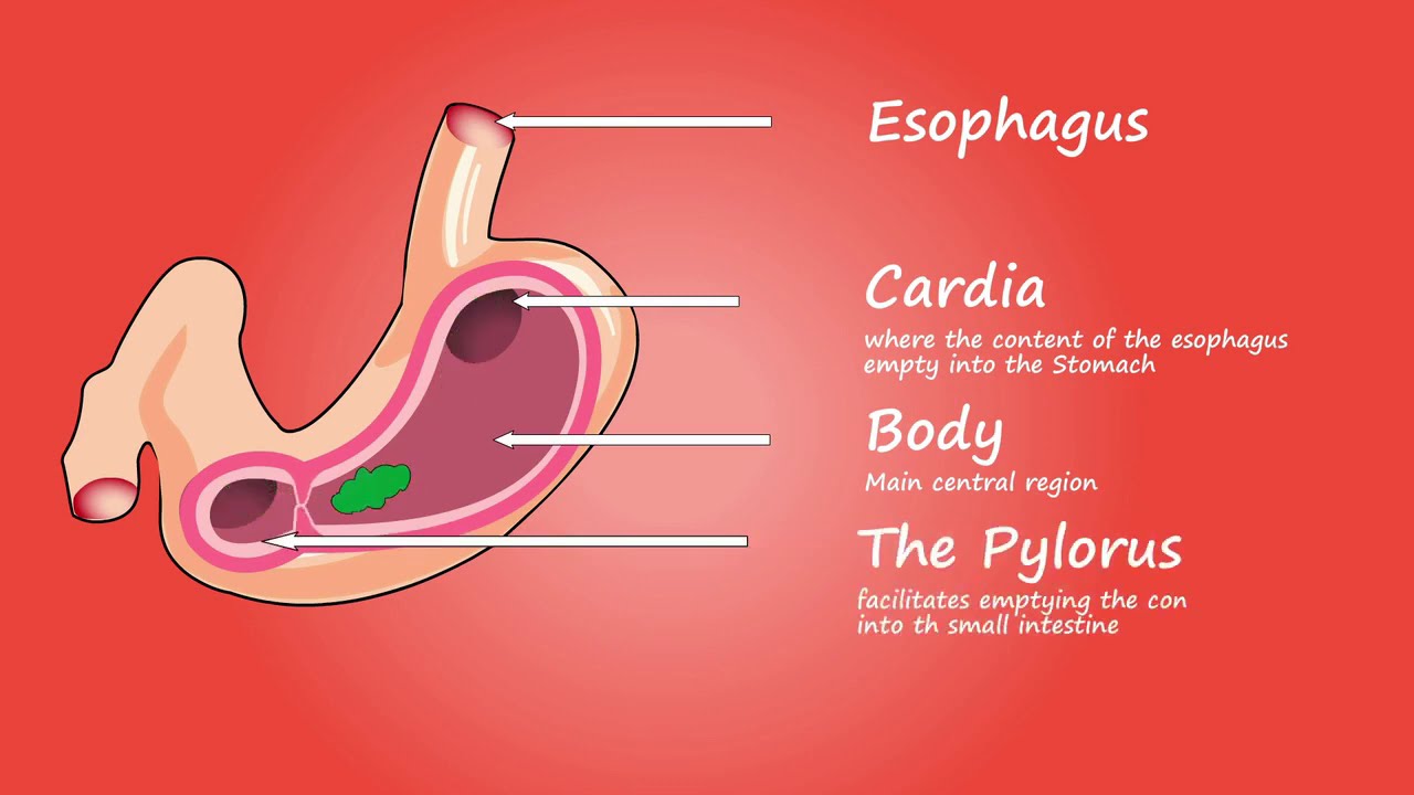 Stomach in 53 seconds!! - YouTube