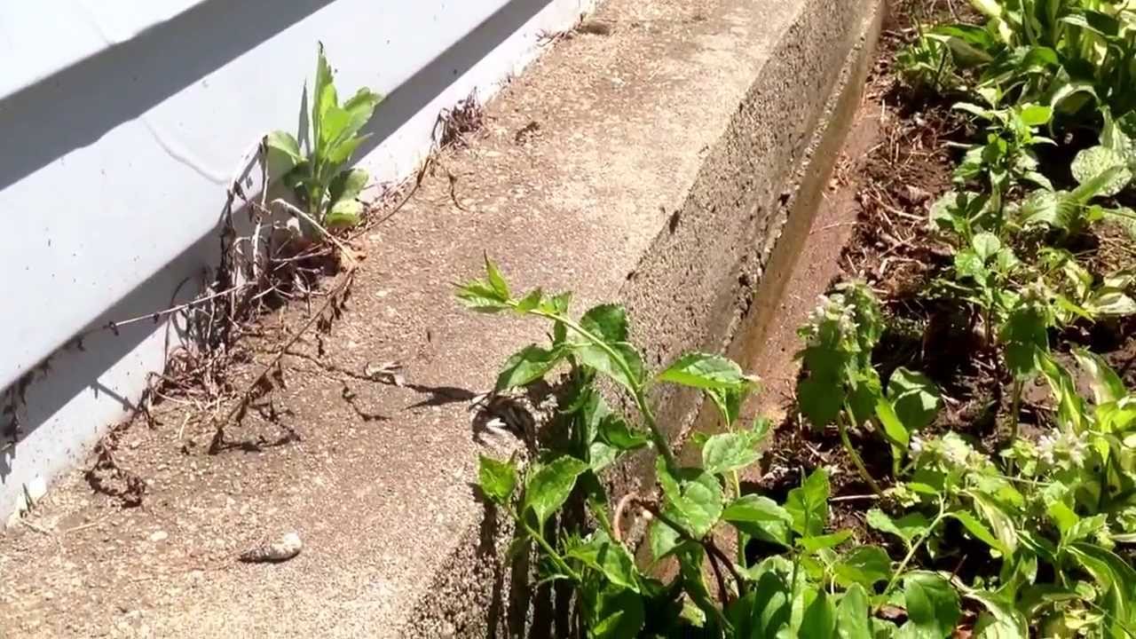 Flying Termite Invasion!! Take cover!! Watch out!! So many termites ...