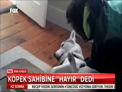 Konuşarak itiraz eden Köpek ve Babasını şaşıran bebek