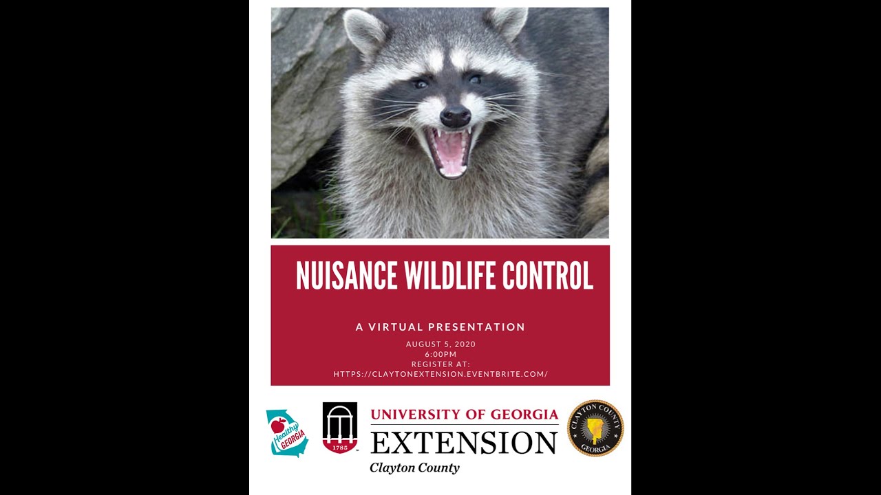 Nuisance Wildlife Control - YouTube