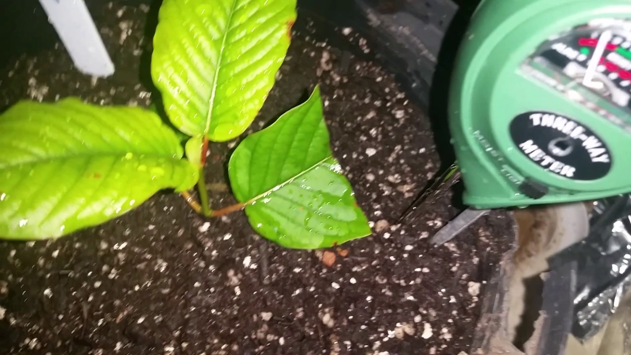 Growing Kratom indoors, while its cold outdoors, is possible ...