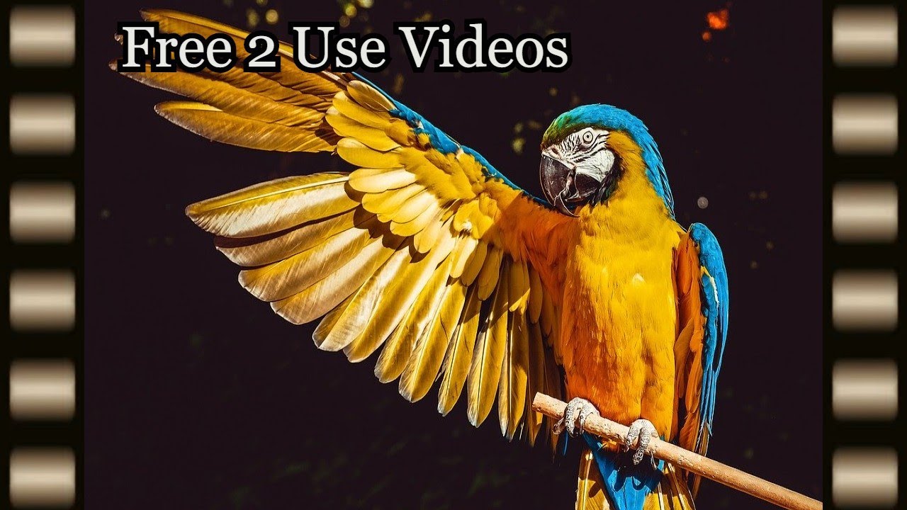 Bird Videos Free For Commercial Use, Copyright Free Video,Free 2 Use ...