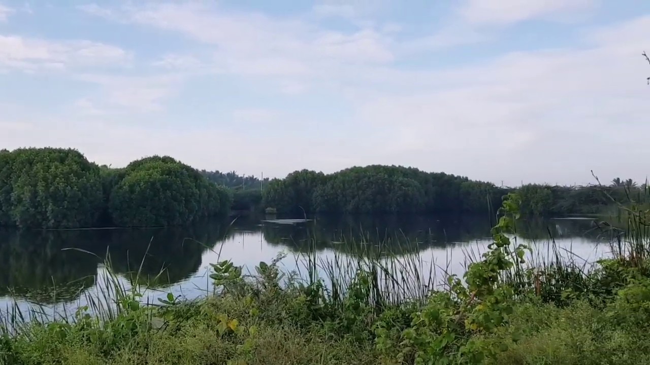 Manakudy (Kanyakumari district) Mangrove Forest - YouTube